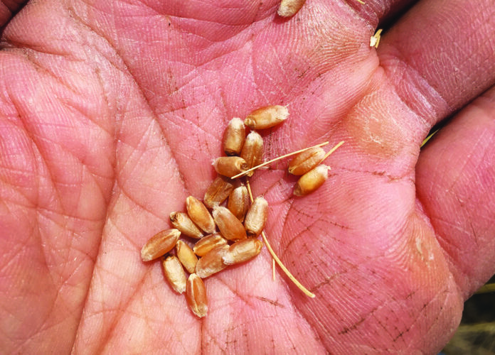 What is Heirloom Wheat? – Mother Earth News